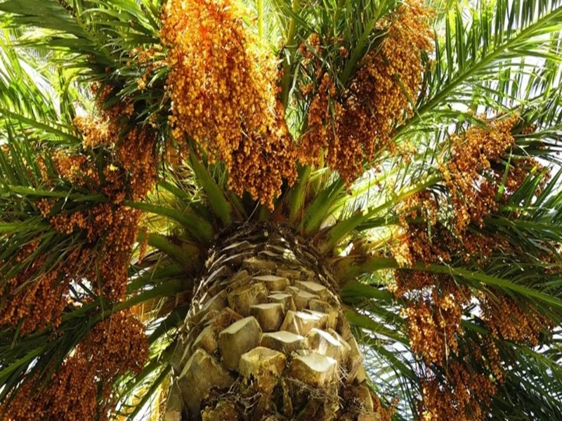 Palmier dattier au Maroc : résilience et défis face à la sécheresse ...